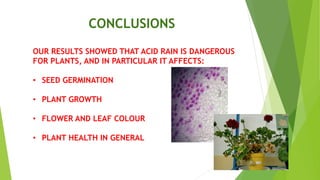 Think & Study Green - The effects of acid rain on plants | PPT