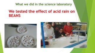 Think & Study Green - The effects of acid rain on plants | PPT