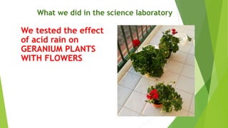 Think & Study Green - The effects of acid rain on plants | PPT