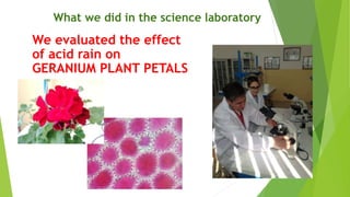 Think & Study Green - The effects of acid rain on plants | PPT