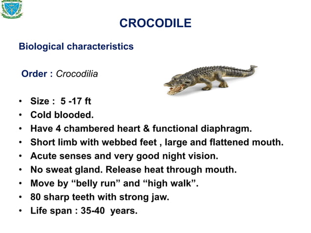 Crocodile | PPT