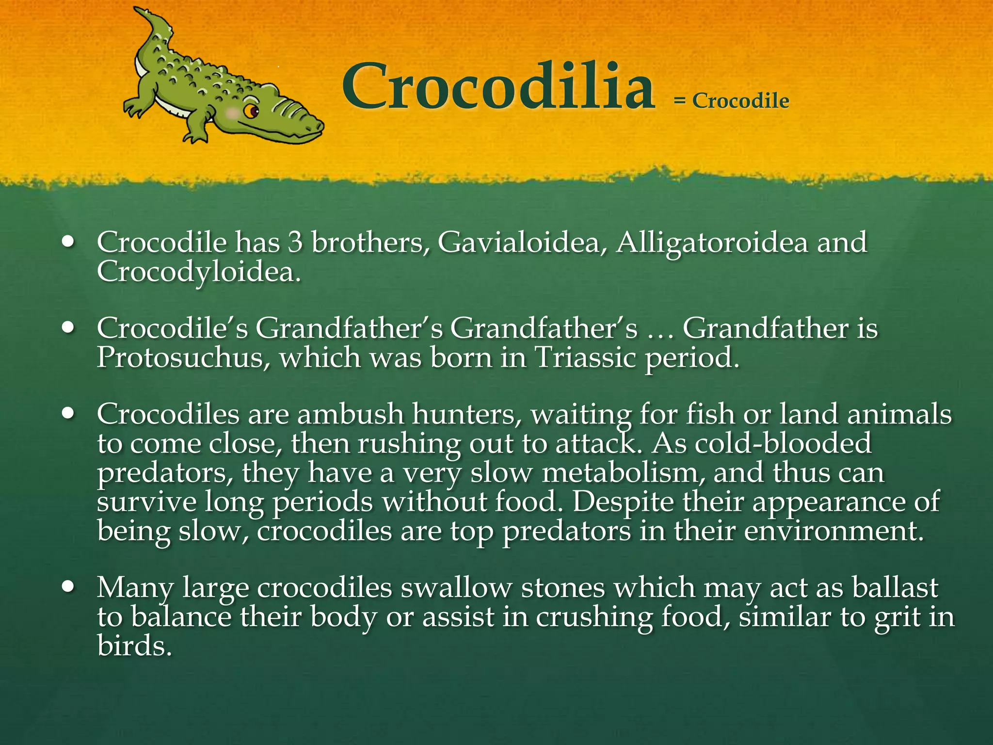 Crocodile PPT | PPTX