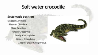 Crocodile farming in bangladesh | PPTX
