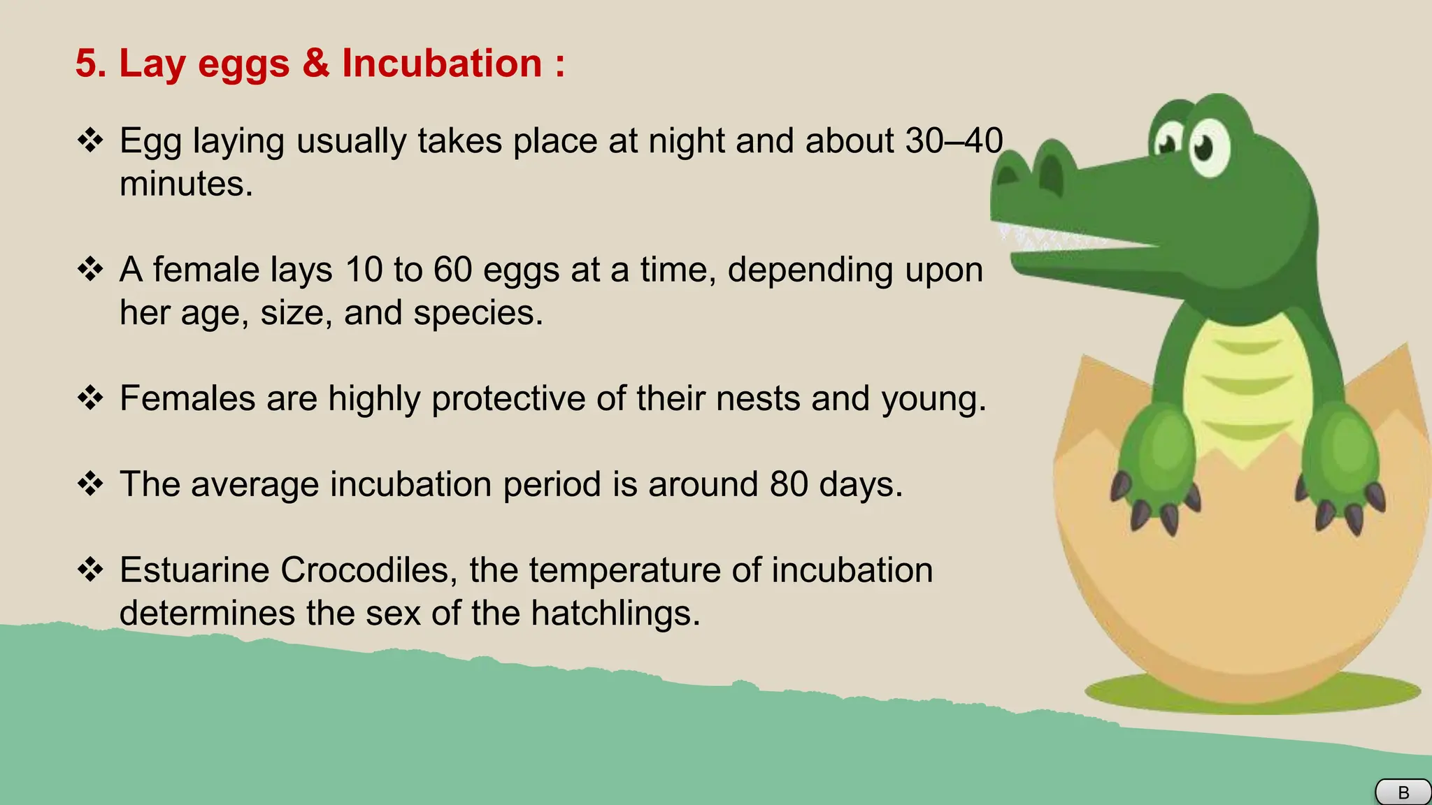 Feeding and Breeding Biology of Crocodile.pptx