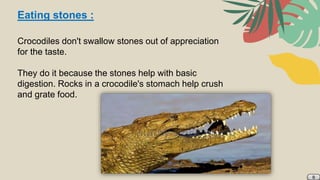 Feeding and Breeding Biology of Crocodile.pptx