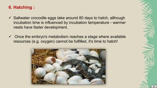 Feeding and Breeding Biology of Crocodile.pptx