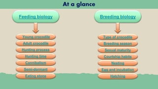 Feeding and Breeding Biology of Crocodile.pptx