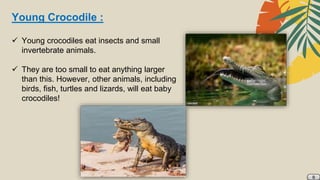 Feeding and Breeding Biology of Crocodile.pptx