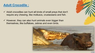 Feeding and Breeding Biology of Crocodile.pptx