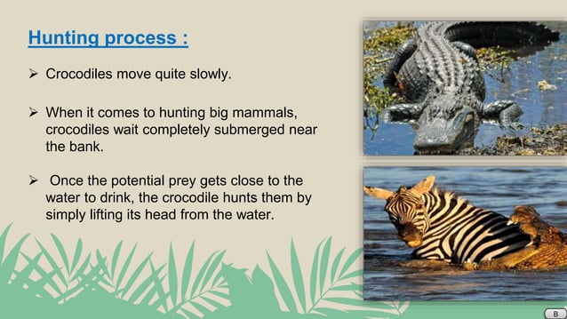 Feeding and Breeding Biology of Crocodile.pptx