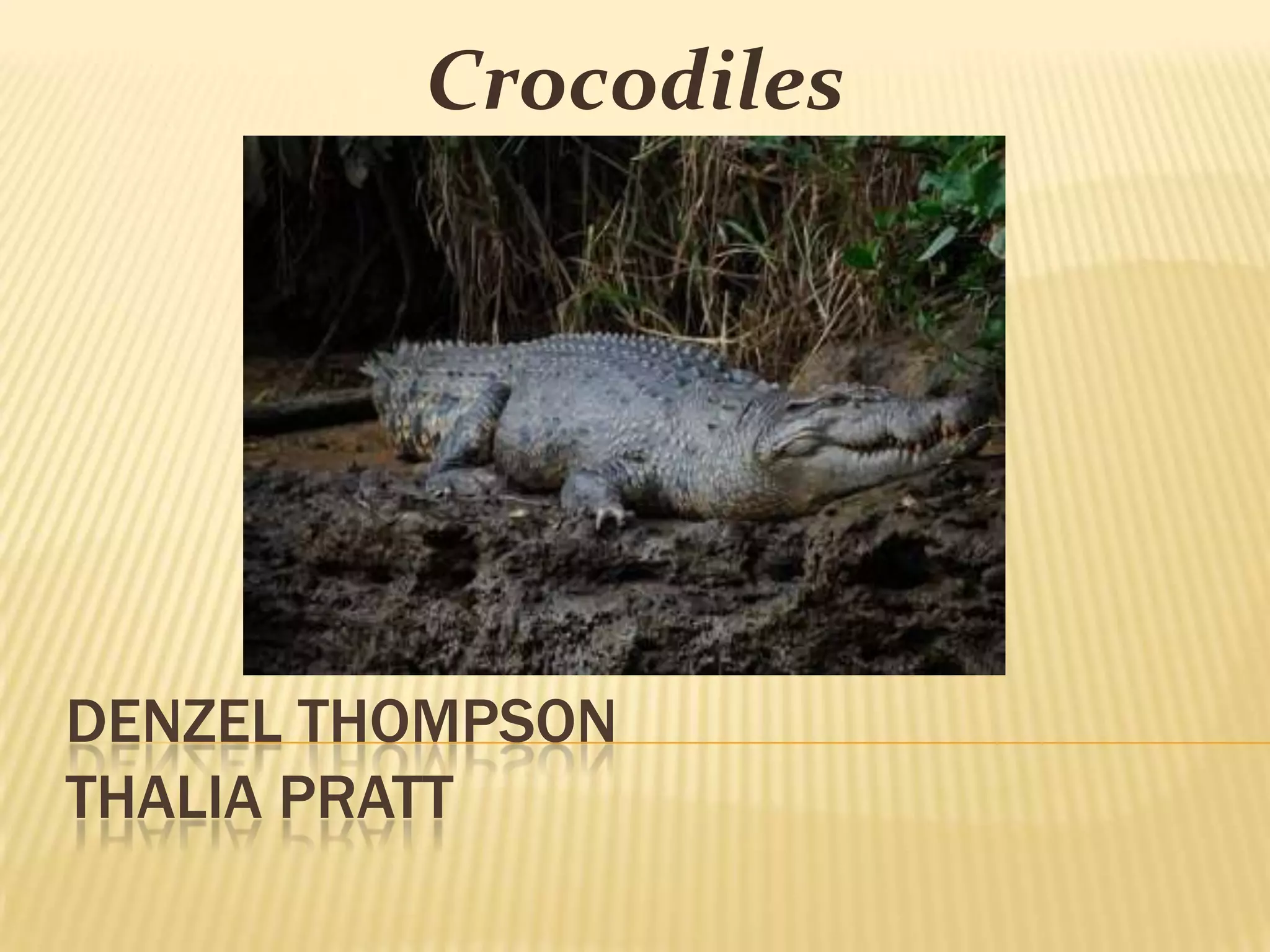 Crocodiles project | PPTX
