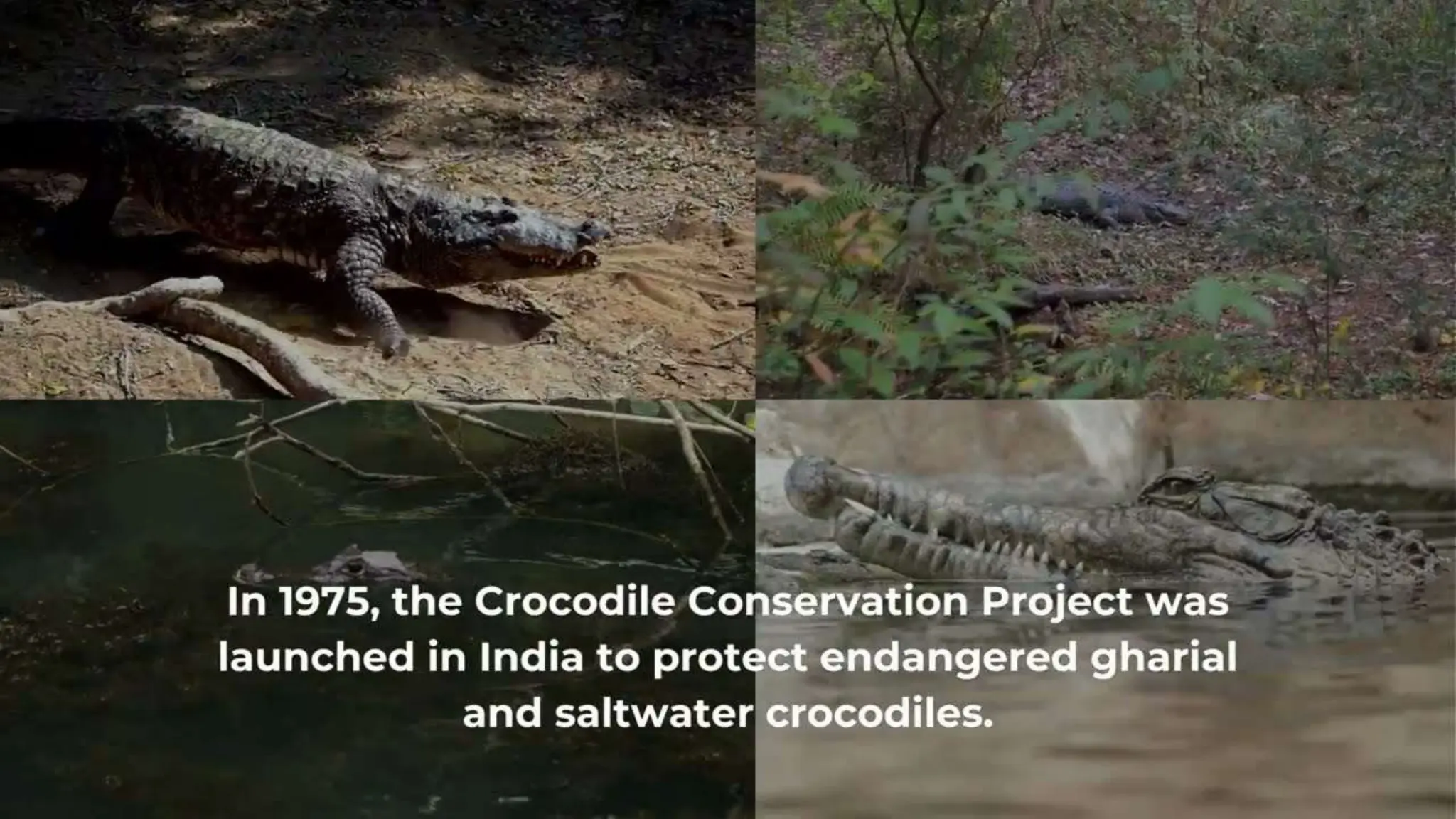 CROCODILE PROJECT ECOLOGY CONSERVATION OF CROCODILES | PPTX