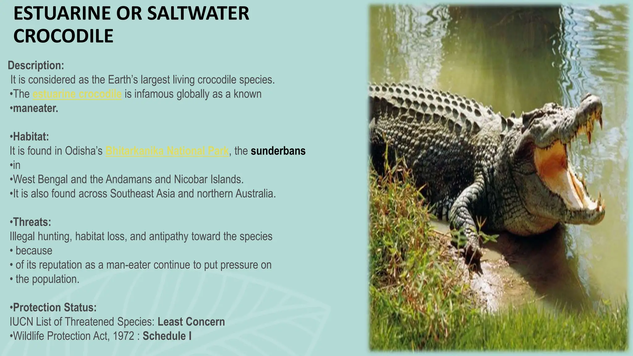 CROCODILE PROJECT ECOLOGY CONSERVATION OF CROCODILES | PPTX