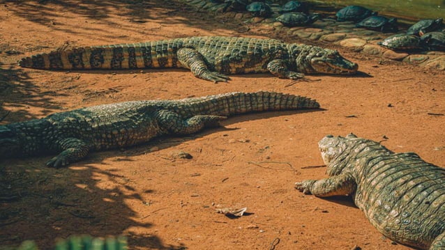 CROCODILE PROJECT ECOLOGY CONSERVATION OF CROCODILES | PPTX | Zoos ...