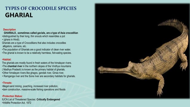 CROCODILE PROJECT ECOLOGY CONSERVATION OF CROCODILES | PPTX | Zoos ...