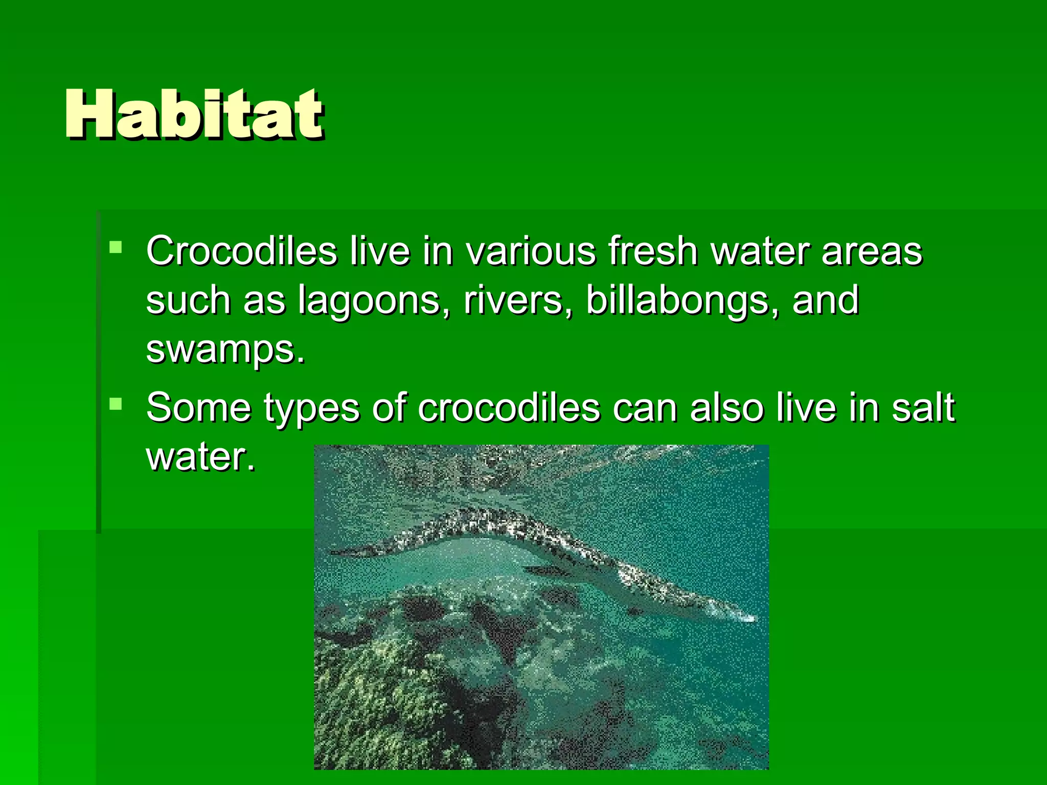 Crocodiles | PPT