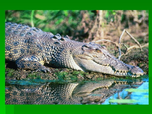 Crocodiles | PPT