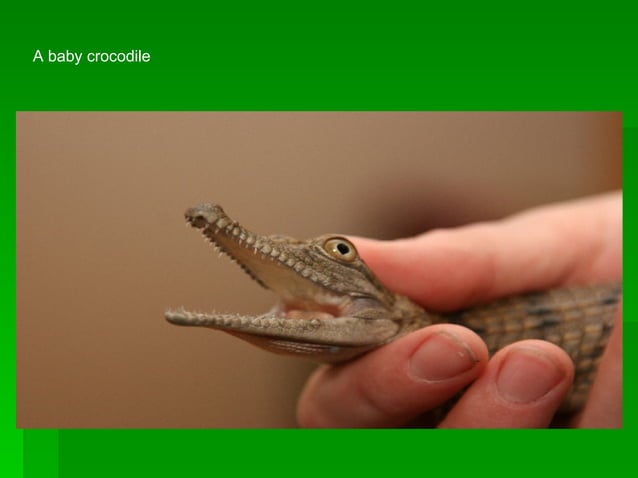 Crocodiles | PPT