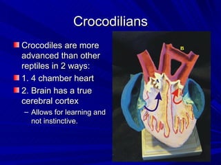 Crocodiles Notes | PPT