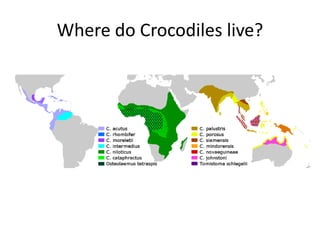 Crocodiles! | PPT