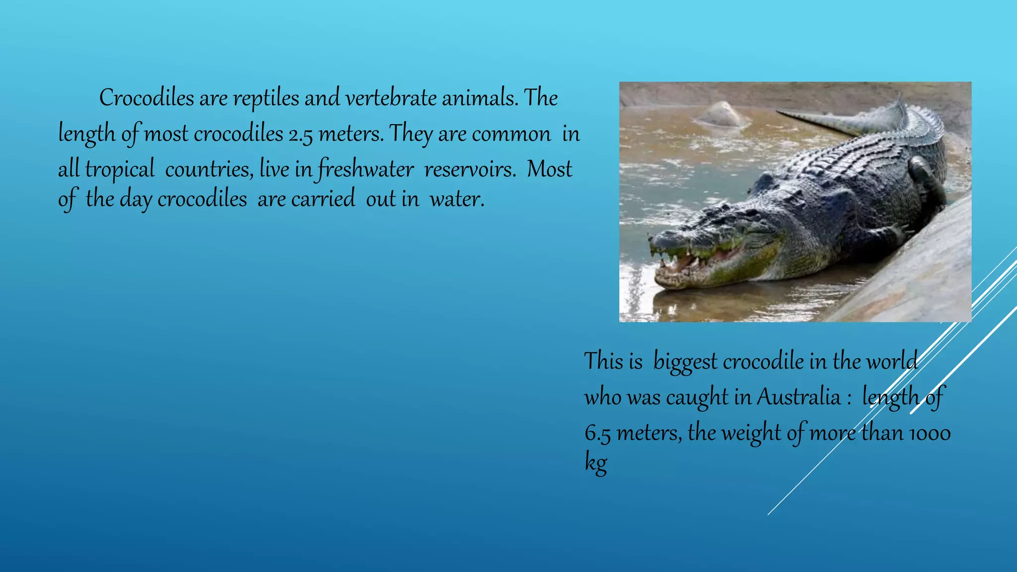 Crocodiles | PPTX