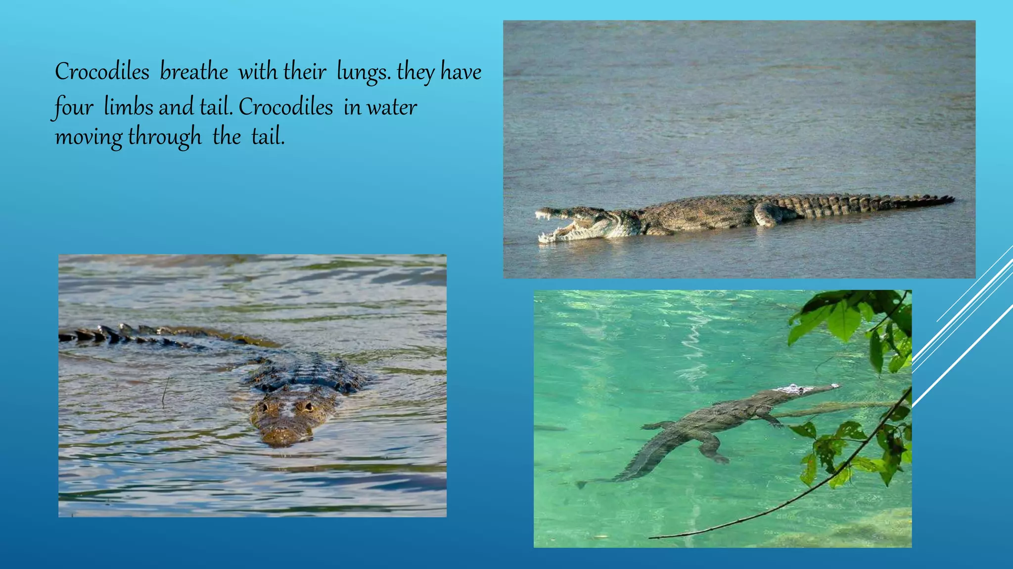 Crocodiles | PPTX