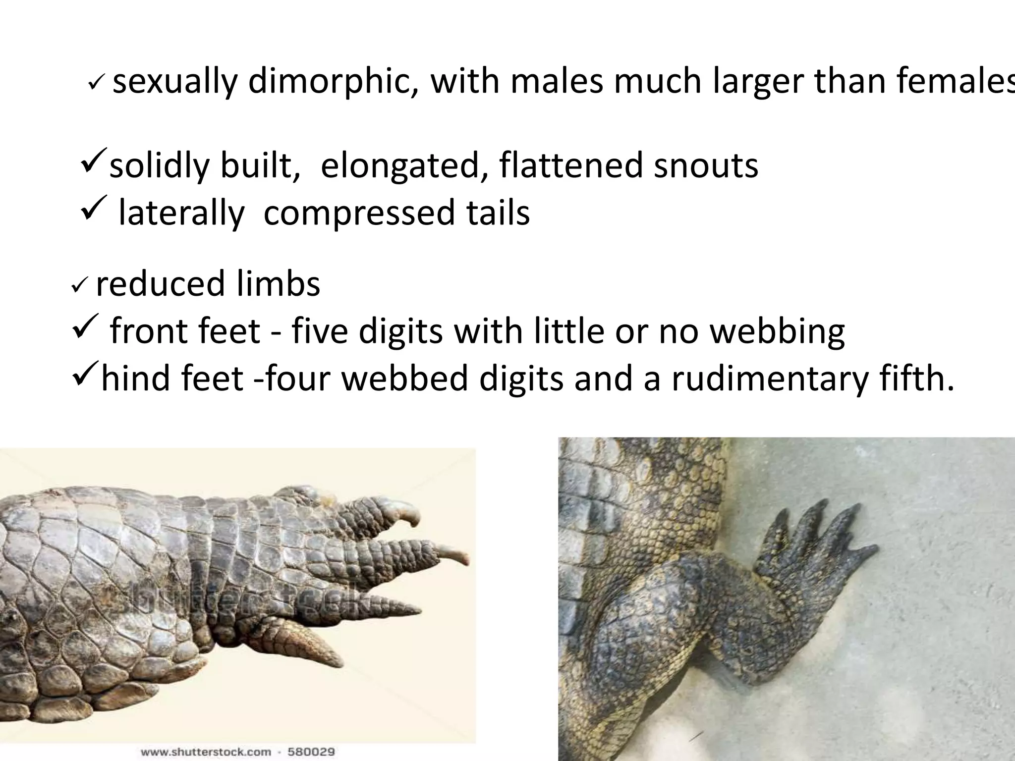 crocodiles-170126055706.pdf