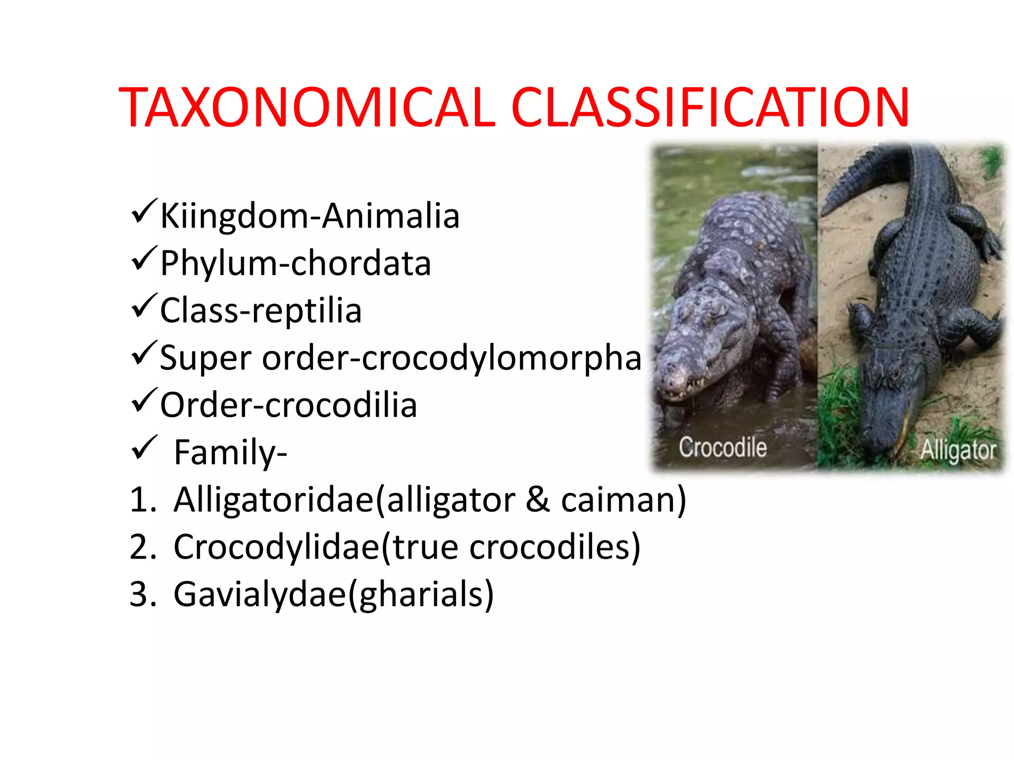 Crocodiles | PPTX