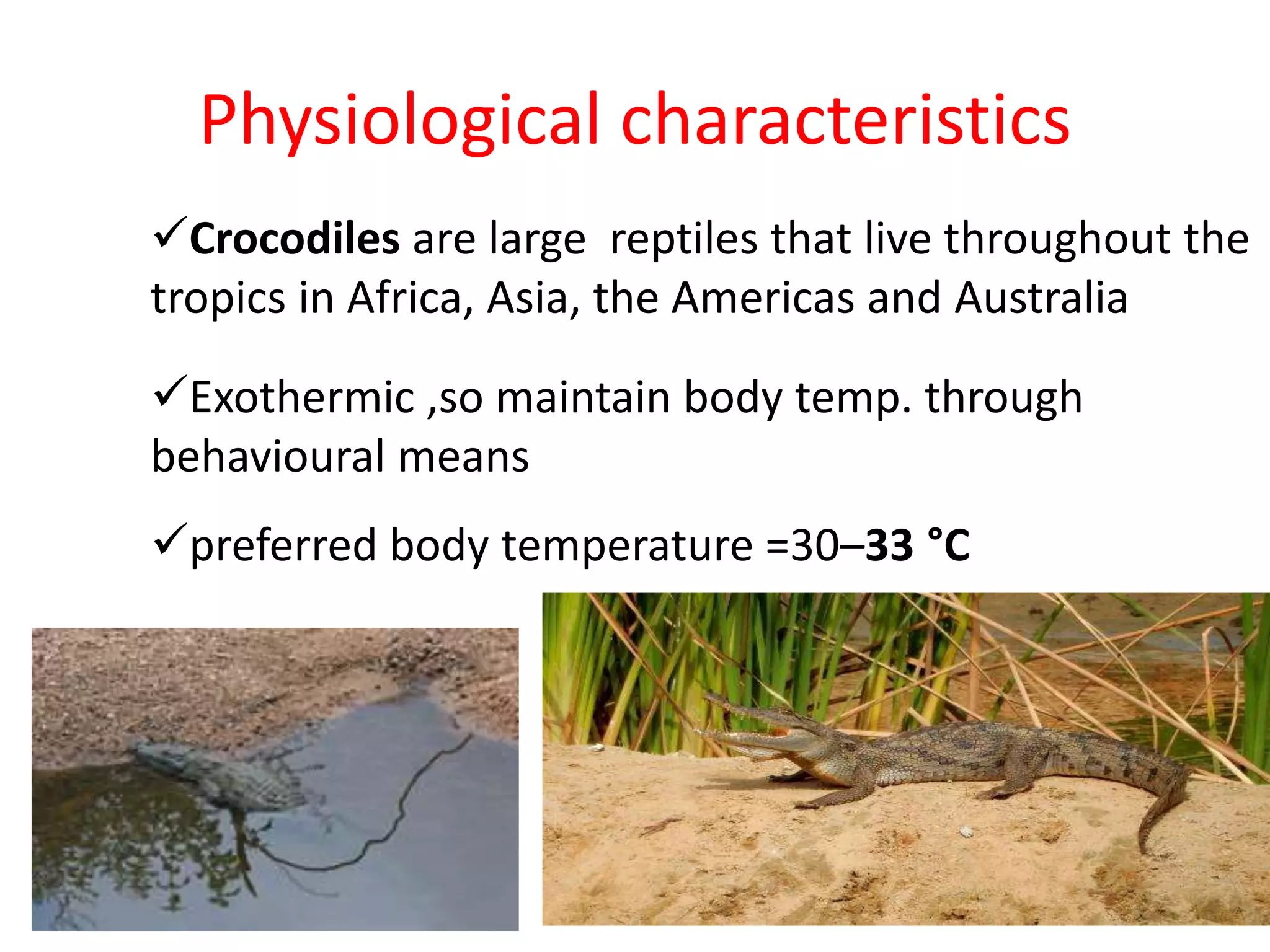 Crocodiles | PPTX