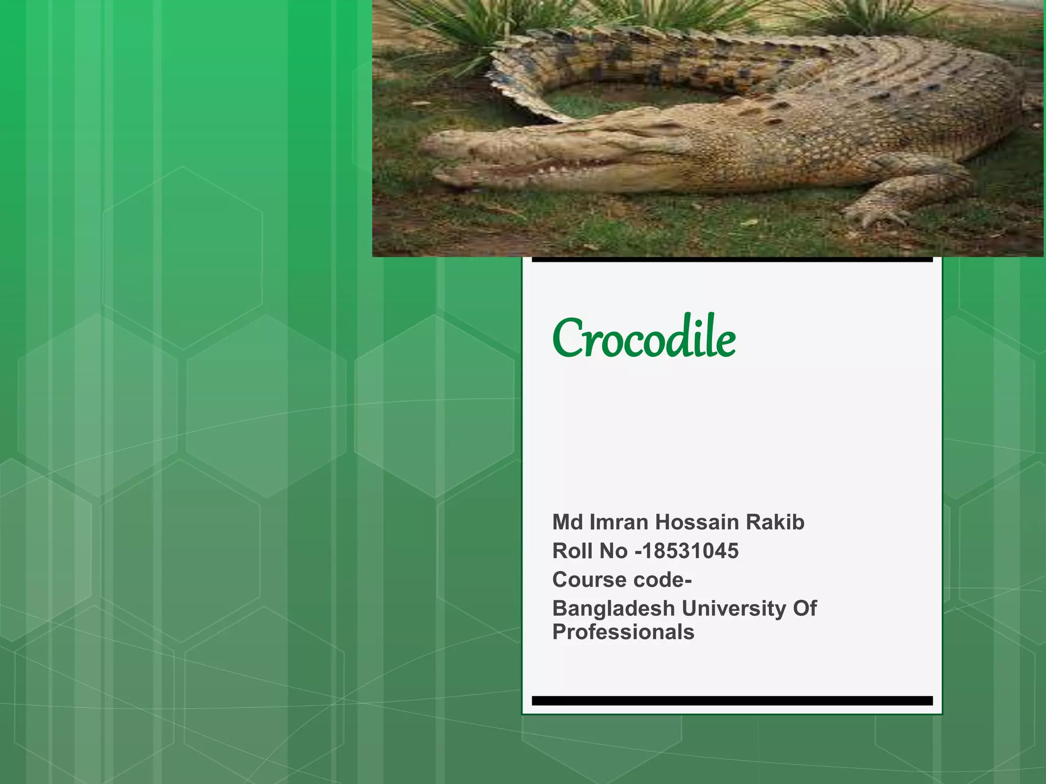 Crocodiles | PPTX