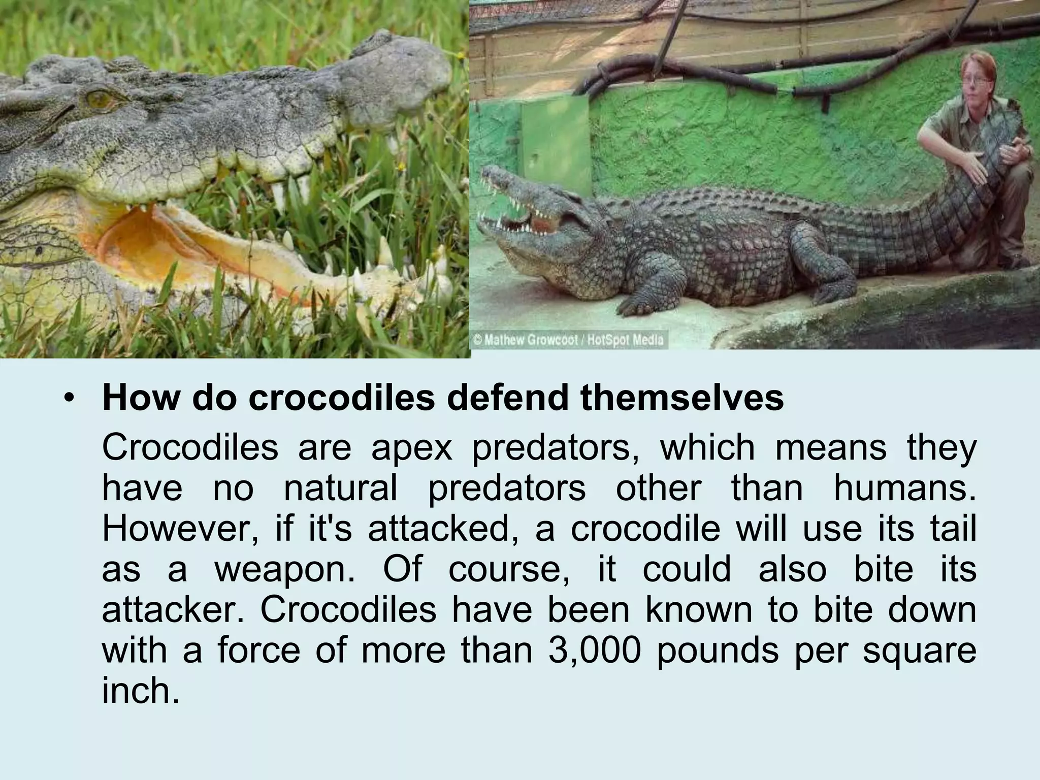 Crocodiles farming and importance | PPTX