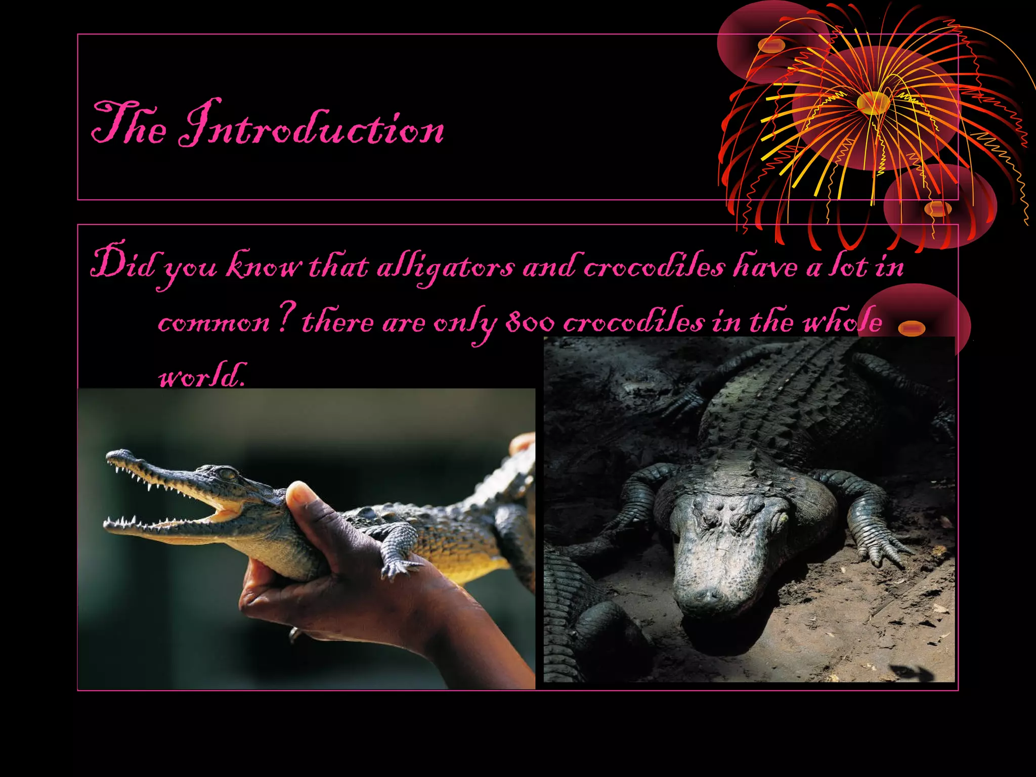 Crocodiles and alligators aioni | PPT