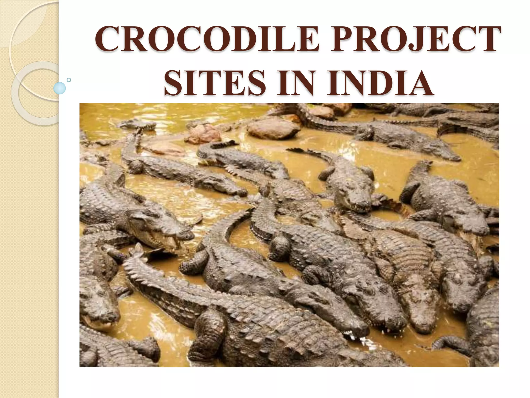 Crocodile sites in india | PPTX