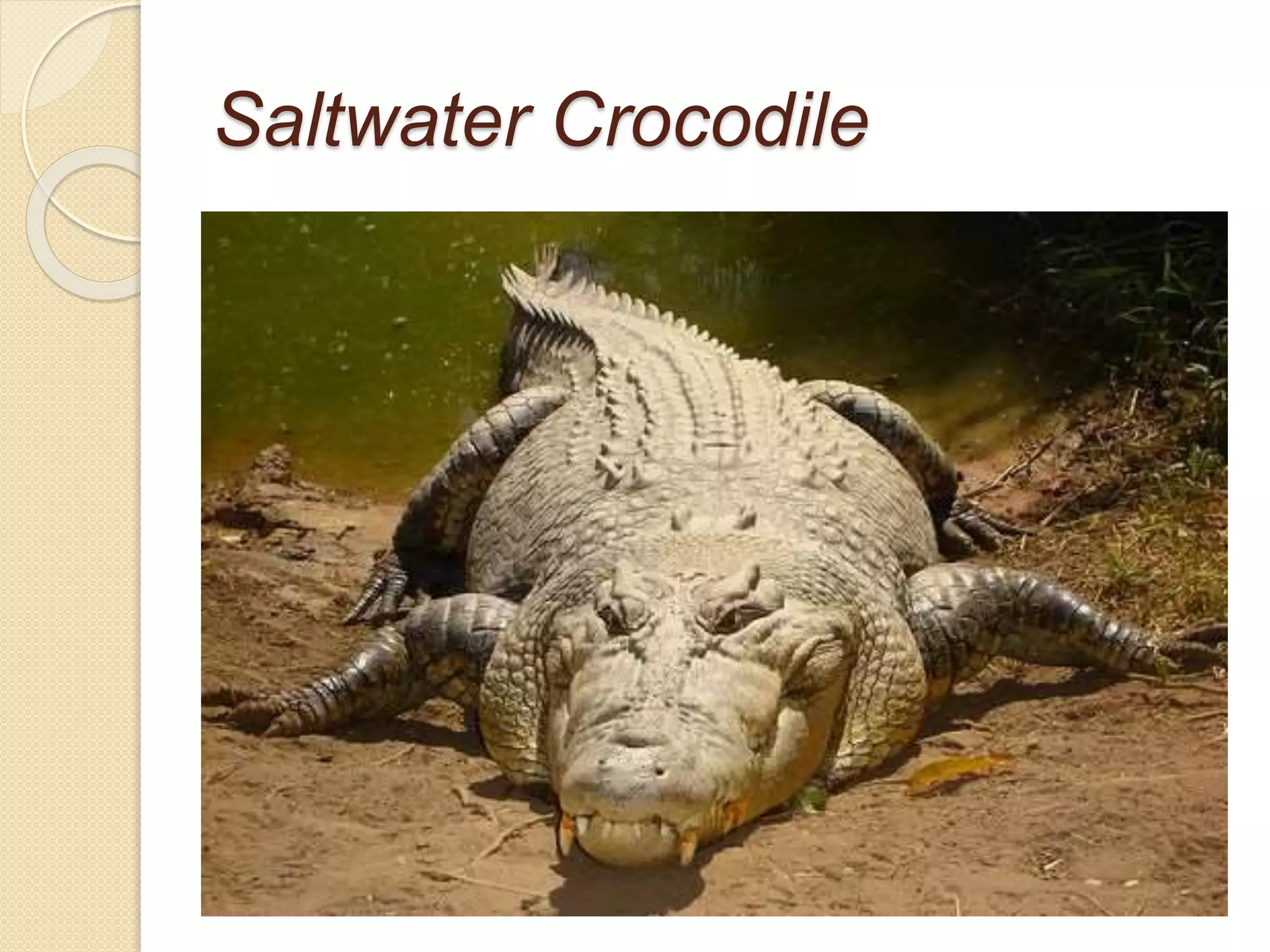 Crocodile sites in india | PPTX