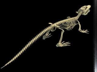Crocodile Skeleton | PPT