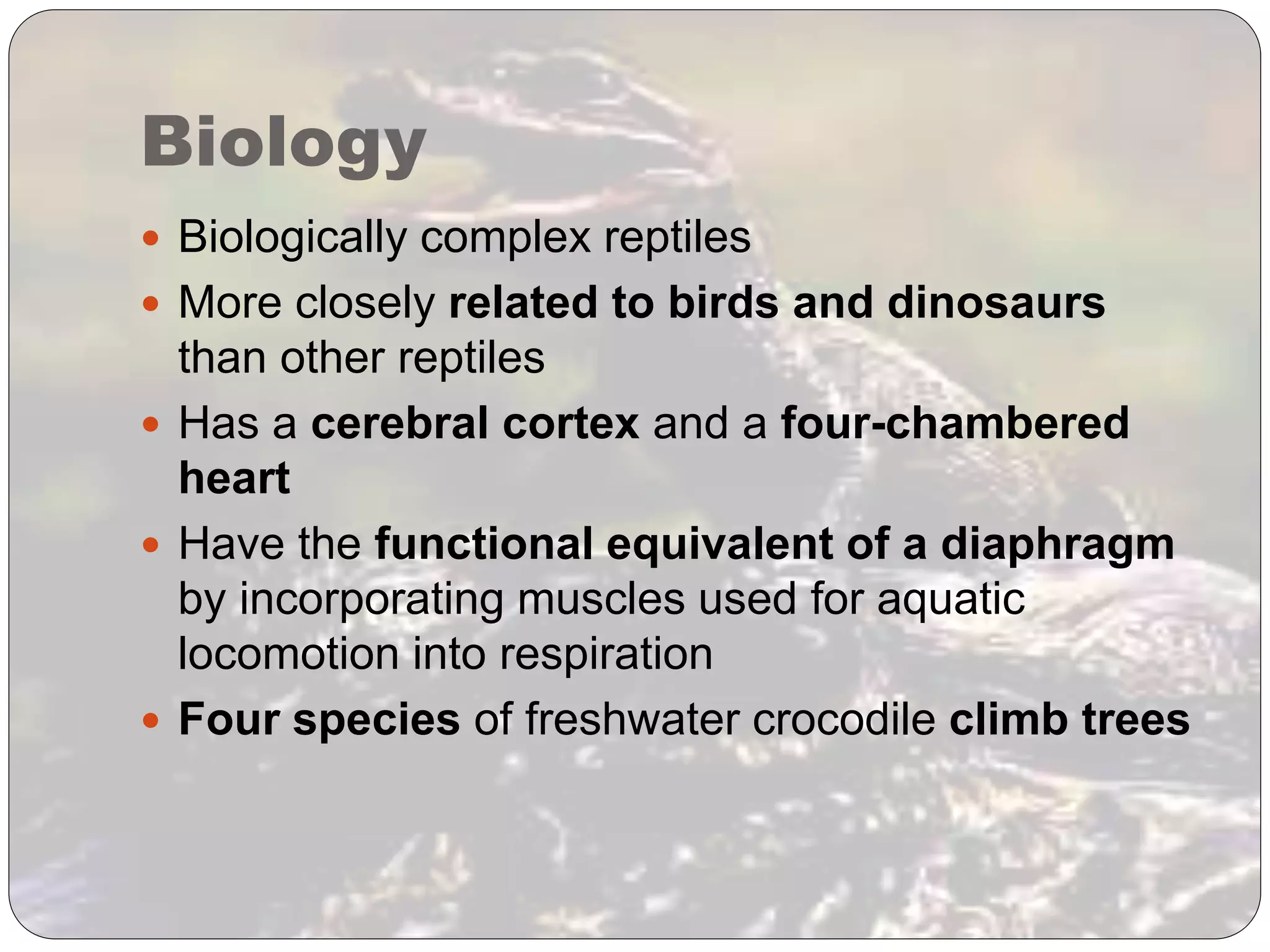 Crocodile | PPTX