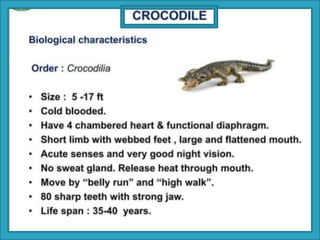 Crocodilia-1.pptx