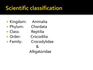 Crocodilia | PPTX