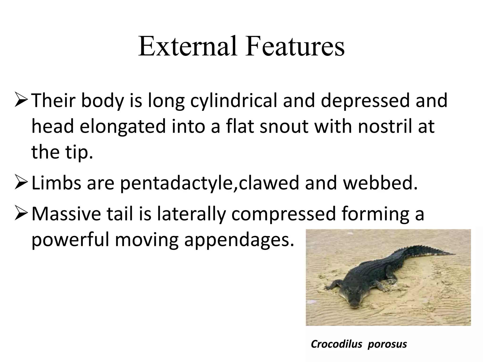 CROCODILIA.pptx