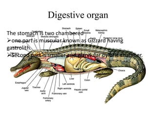 Crocodilia Pptx