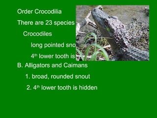 Crocodilian Notes | PPT