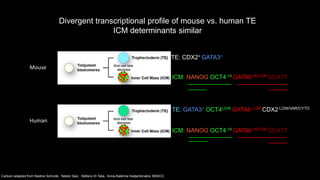 Gist Croft, "Self-organization of the in vitro attached human embryo ...