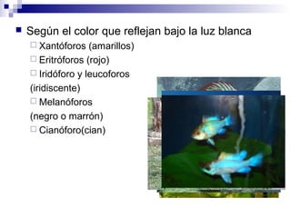 Cromatóforos y pigmentación - Lucía Sánchez | PPT
