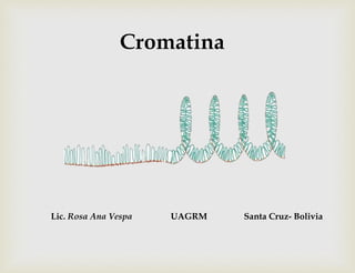 Cromatina | PPTX