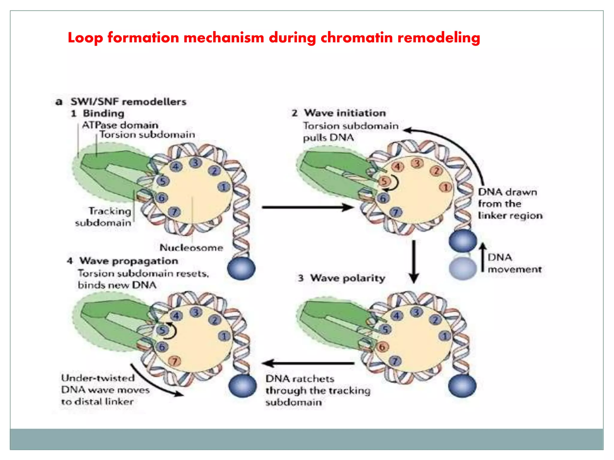 Cromatin Remodeling | PPTX