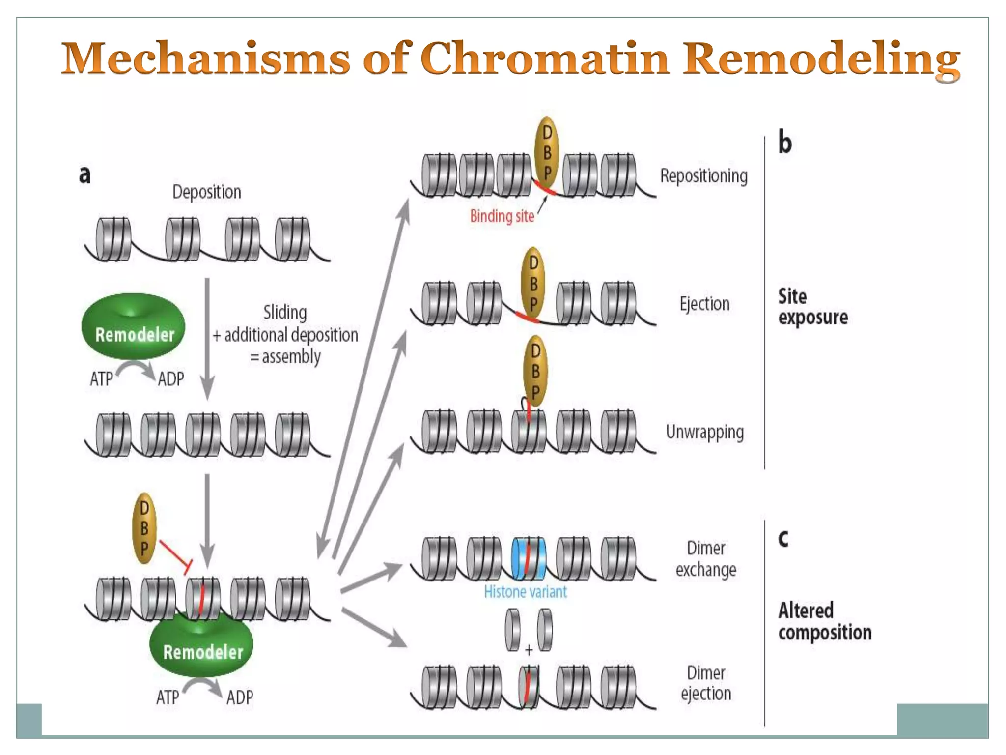 Cromatin Remodeling | PPTX