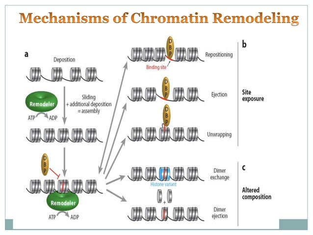 Cromatin Remodeling | PPTX | Chemistry | Science
