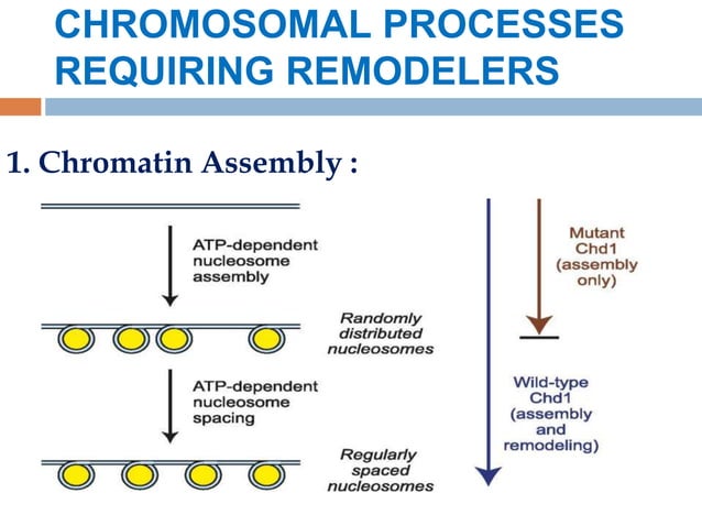 Cromatin Remodeling | PPTX | Chemistry | Science