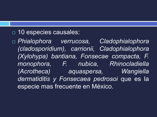 Cromoblastomicosis y esporotricosis | PPTX