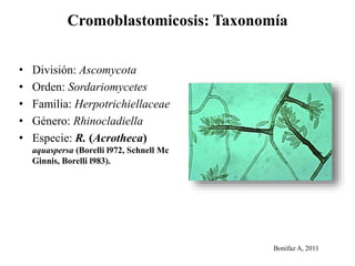 Cromoblastomicosis | PDF